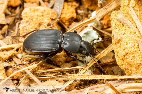 Cyclotrachelus unicolor · iNaturalist