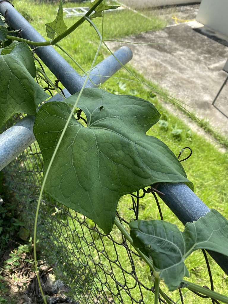 Chayote from Puerto Rico, Cayey, PR, US on April 10, 2020 at 01:57 PM ...