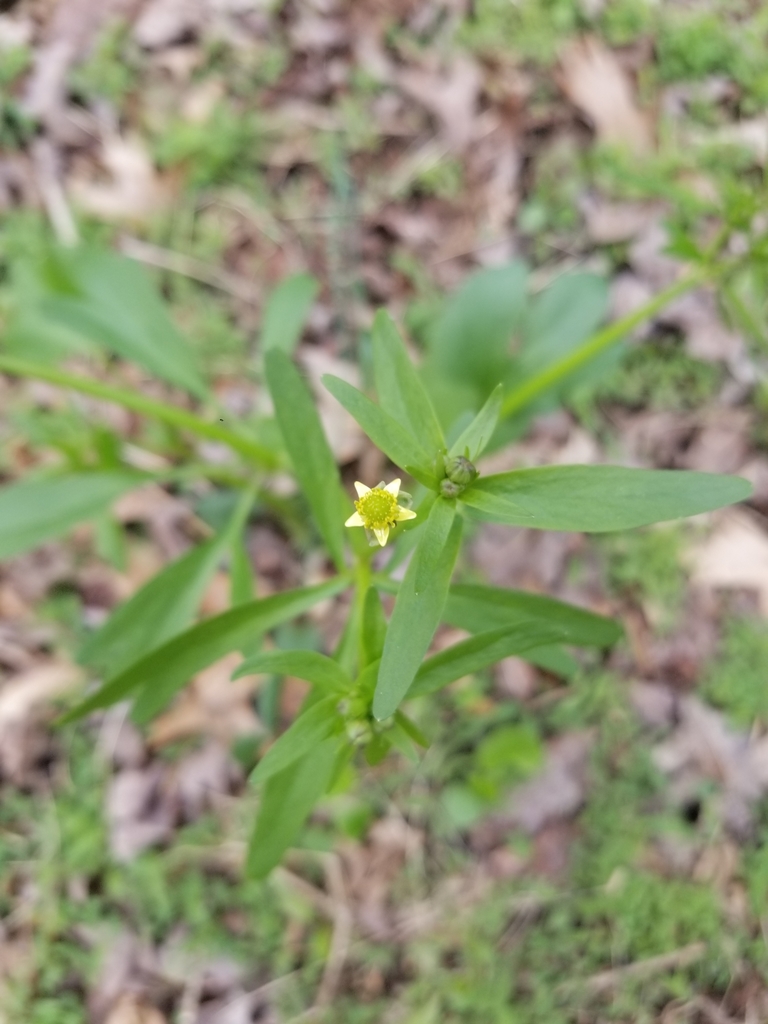 small-flowered buttercup from Herndon, VA 20190, USA on April 10, 2020 ...