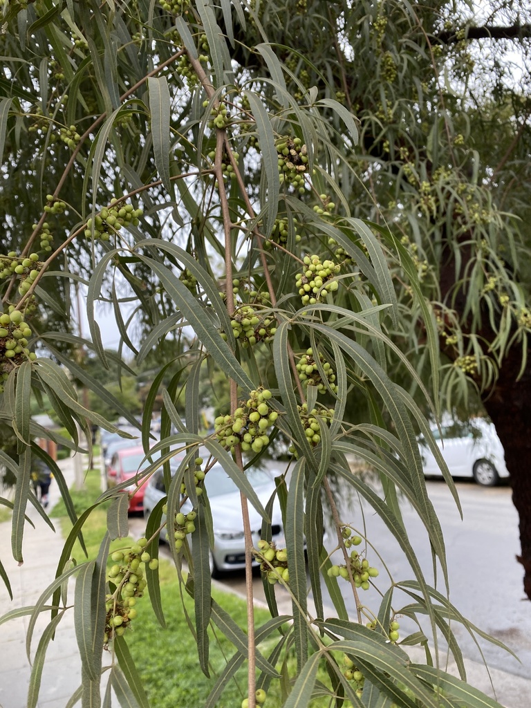 dicots from Oak Grove Dr, Los Angeles, CA, US on April 10, 2020 at 12: ...