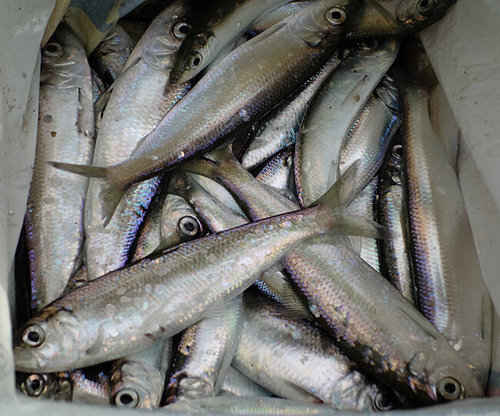 Subspecies Clupea harengus membras · iNaturalist