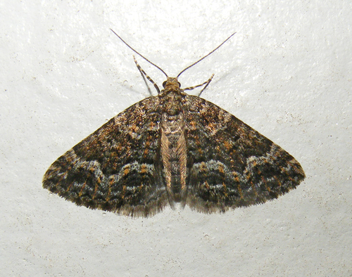 Xanthorhoe xanthospila · iNaturalist