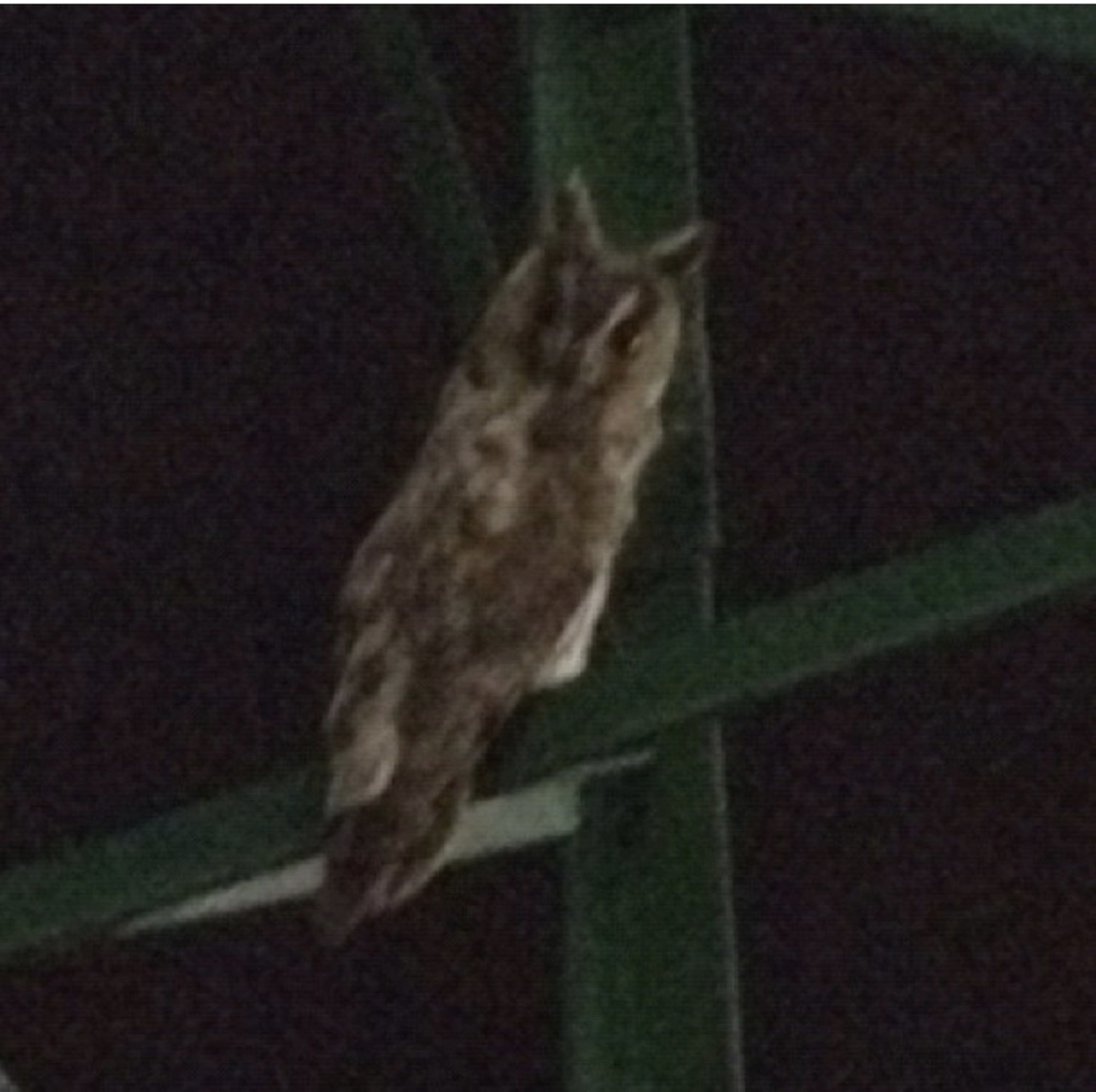 Long-eared Owl from Matar Al Qahera, Al Nozha, Cairo, EG on November 03 ...