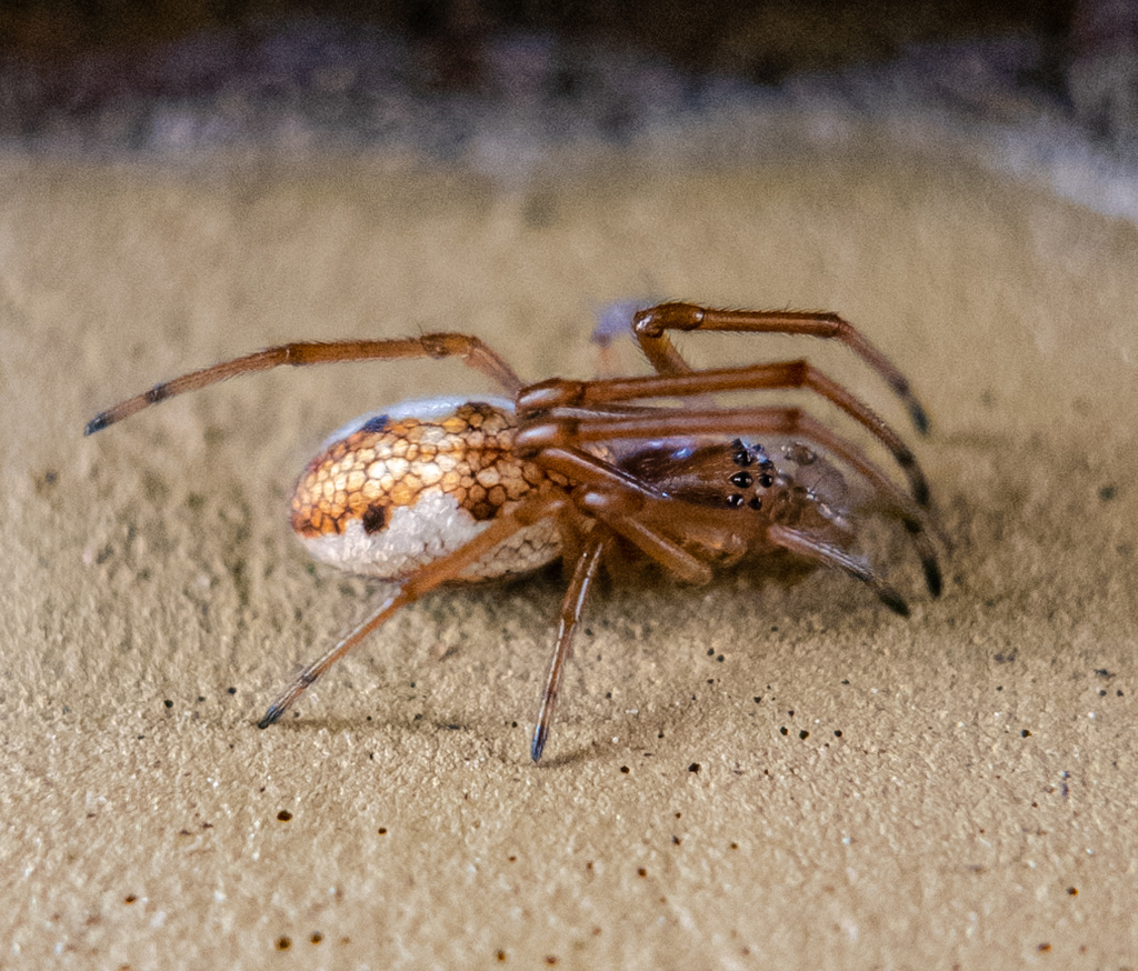 Long-jawed Orb Weavers from Anchorage on September 24, 2019 at 03:34 PM ...