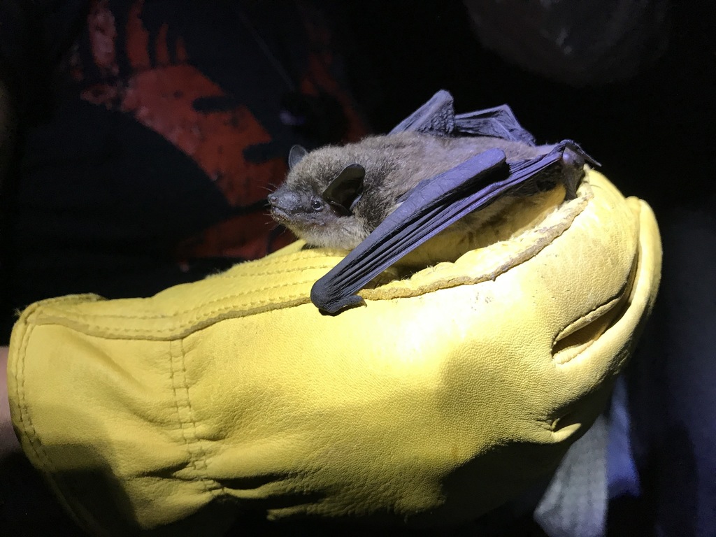Big Brown Bat from Puerto Rico, Vega Baja, PR, US on April 10, 2020 at ...