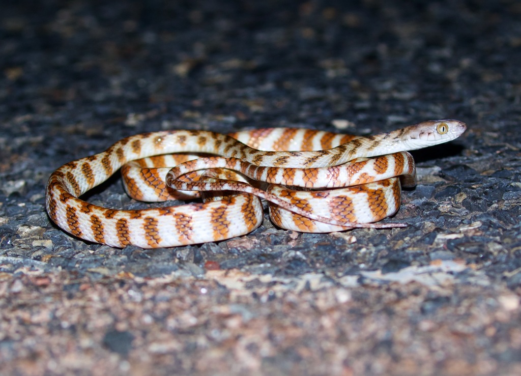 Brown Tree Snake from Kakadu NT 0822, Australia on September 23, 2019 ...