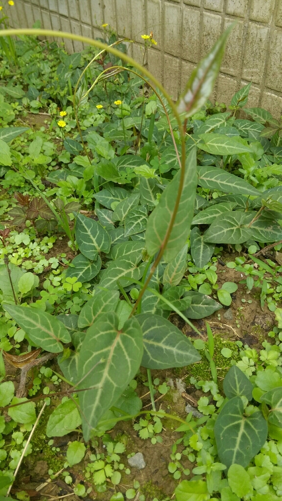 tuber fleeceflower from 310台灣新竹縣竹東鎮臺北榮總新竹分院 on April 11, 2020 at 10:00 ...