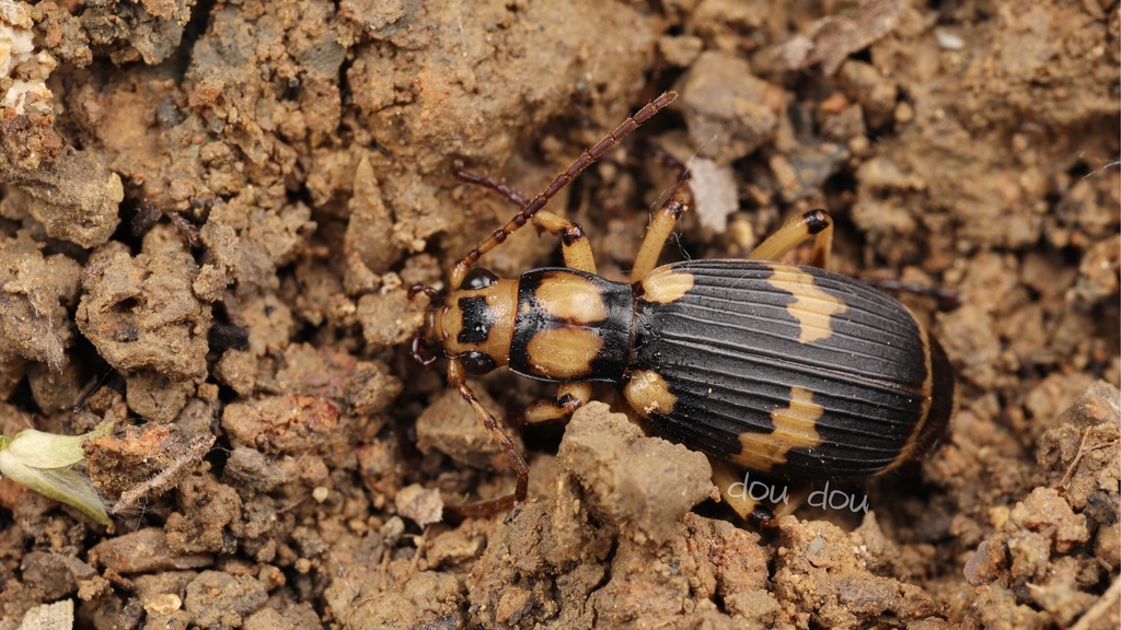 Pheropsophus marginicollis from 金湖路, 常州市, 江苏省, CN on April 10, 2020 at ...
