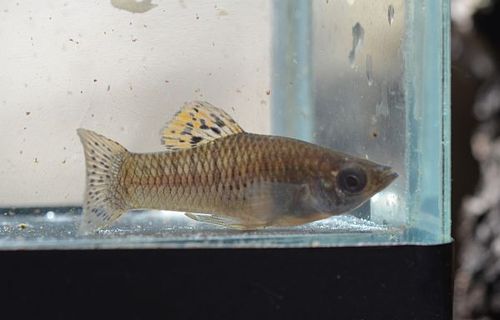 Cuban Lima (Limia vittata) · iNaturalist United Kingdom