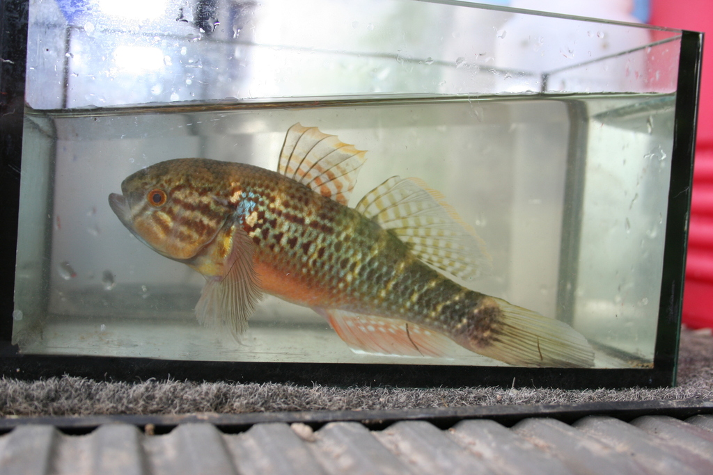 (Dormitator) - Marine Life Identification