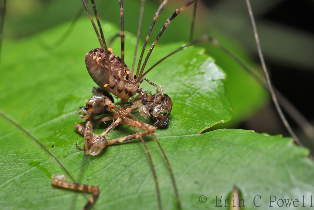 Forsteropsalis pureora from Hakarimata, Waikato 3720, New Zealand on ...
