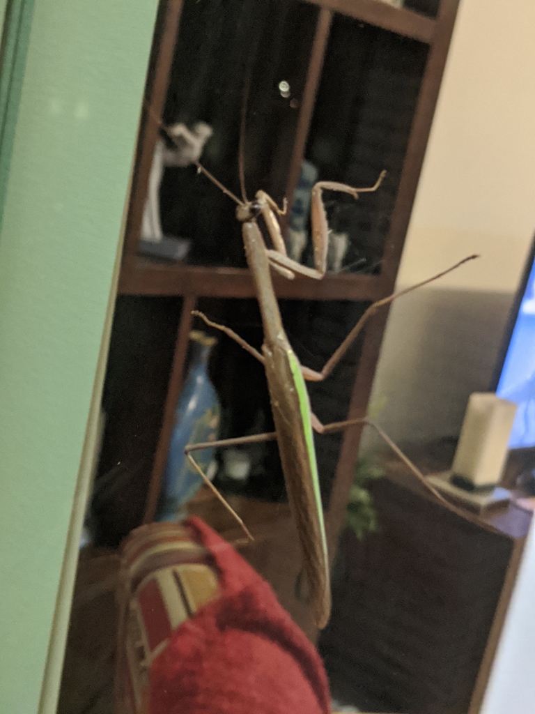 Chinese Mantis from G/F, 8B KOWLOON HANG VILLAGE, TAI PO, NT, Pat Sin ...
