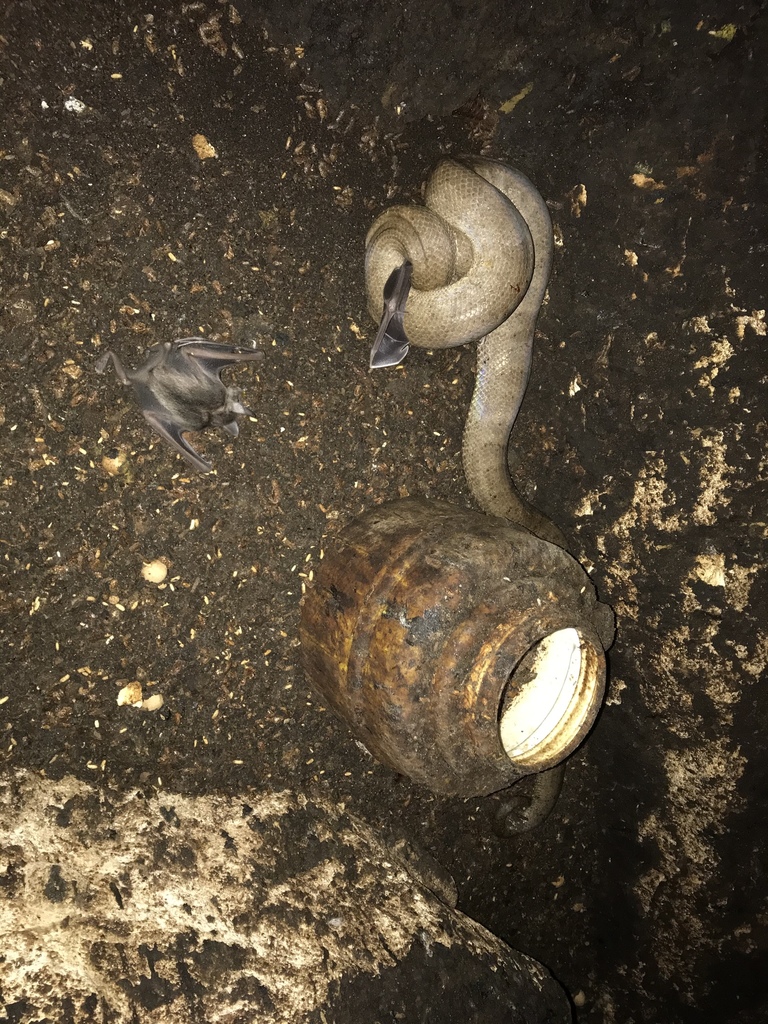 Puerto Rican Boa from Puerto Rico, Manatí, PR, US on March 01, 2020 at ...