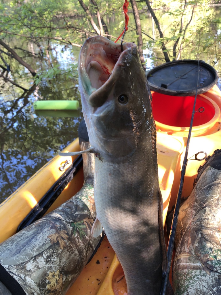 Bowfin from Pittsburg, TX, US on April 11, 2020 at 08:32 AM by Corey ...