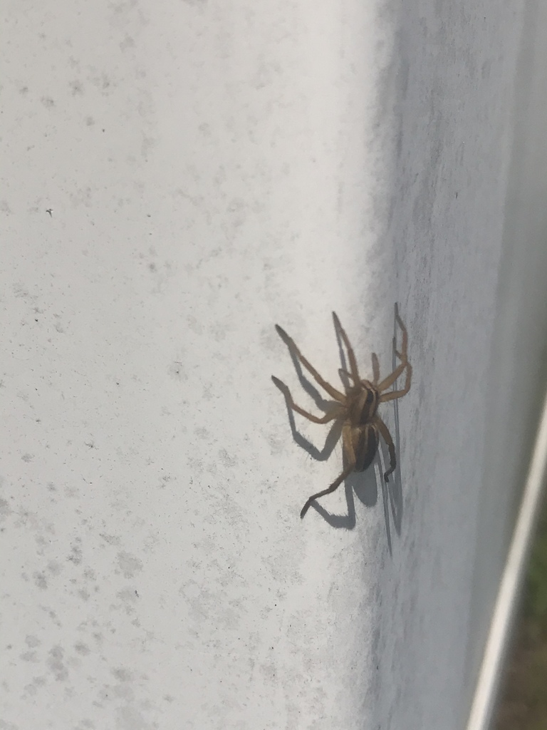 Rabid Wolf Spider from Glacier Bay St, Pflugerville, TX, US on April 07 ...
