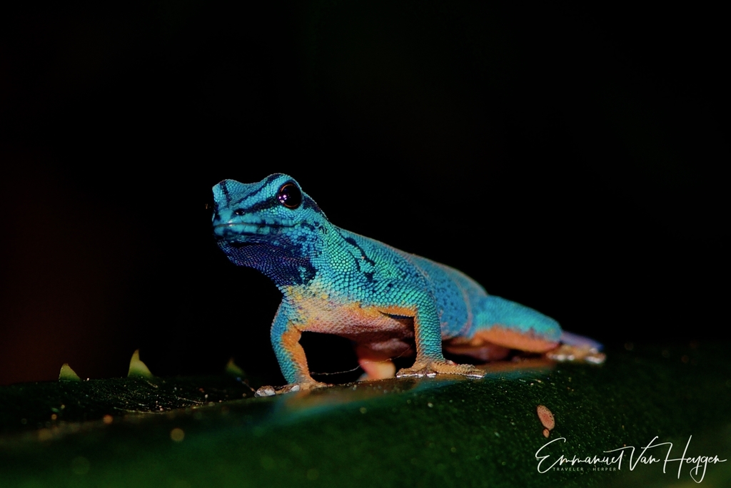 Williams' Dwarf Gecko on November 03, 2018 at 11:12 AM by Emmanuel Van ...