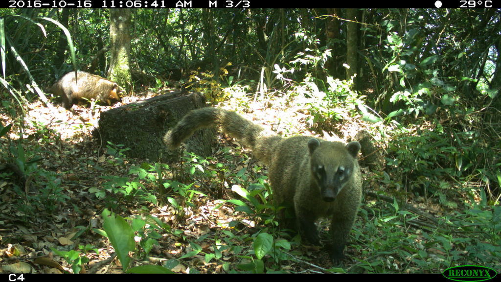 South American Coati from Guairá Department, Paraguay on October 16 ...