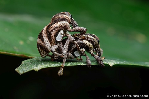 Sternuchopsis triangulifer · iNaturalist