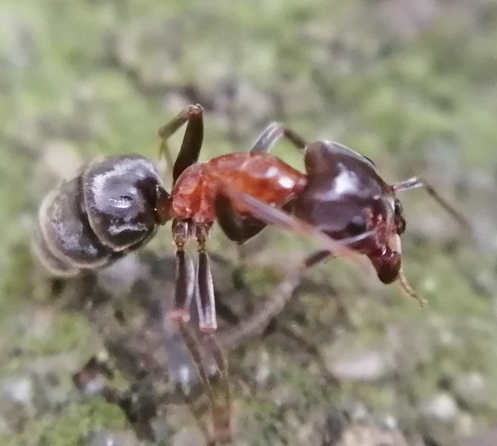 Small-headed tree ant from Anadolu Yakası, İstanbul, Türkiye on April ...