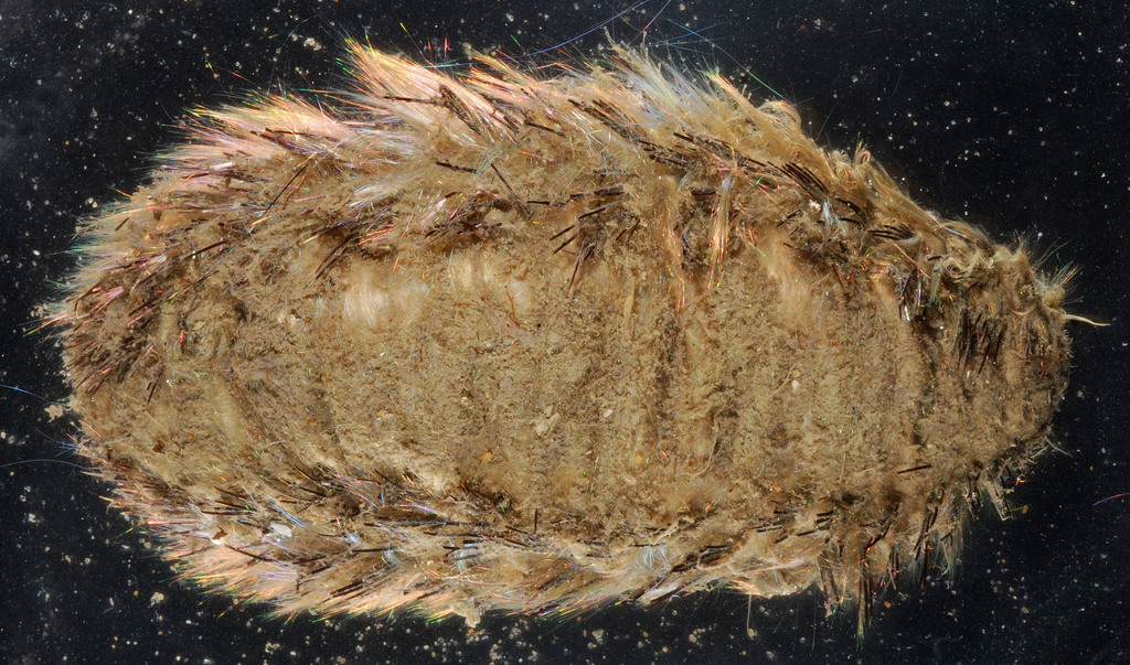 Aphrodita hastata in May 2017 by trinectes. WORMS accepts the genus as ...