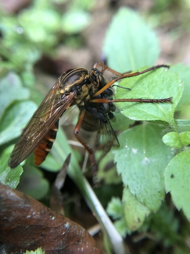 Molobratia chujoi · iNaturalist