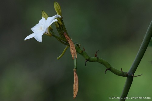 Vanilla walkeriae · iNaturalist United Kingdom
