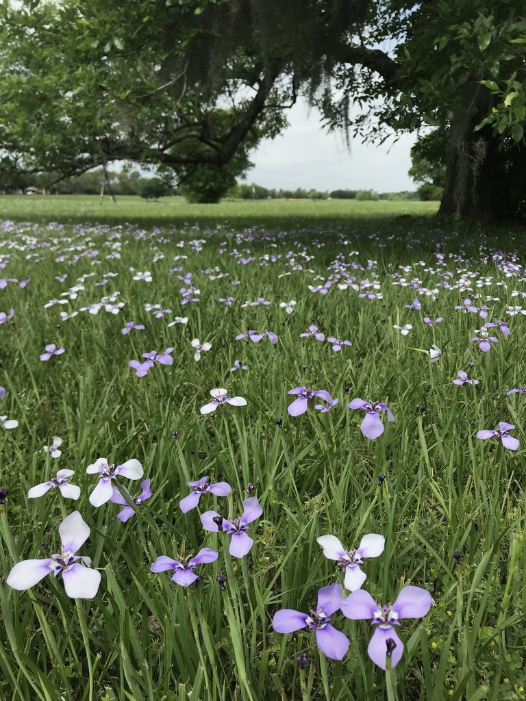 Prairie Nymph from 77433, Cypress, TX, US on April 11, 2020 at 11:36 AM ...