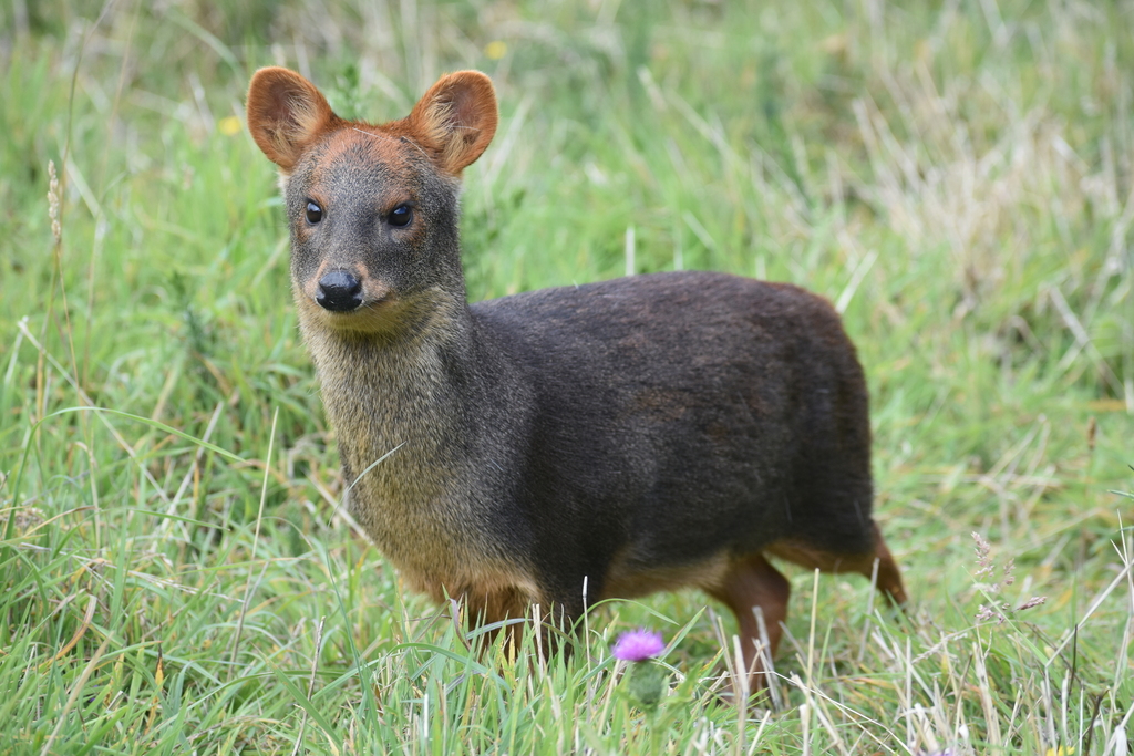 Southern Pudú in March 2020 by Camila Garcia Pasarin · iNaturalist
