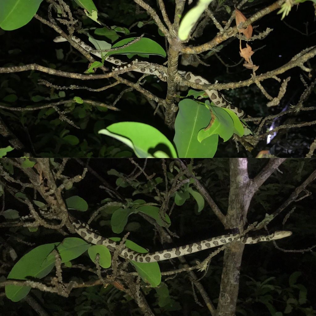 Mona Island Boa in October 2019 by Derick G. Gil Hernández · iNaturalist