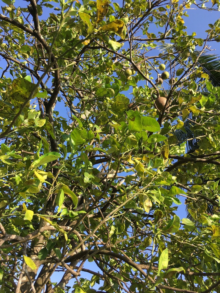 Orange from Puerto Rico, Cataño, PR, US on April 11, 2020 at 04:44 PM ...