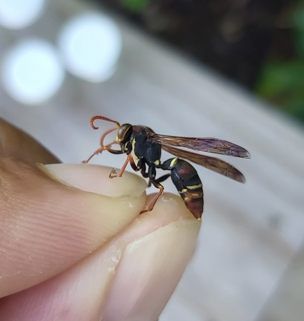Southern Australian Paper Wasp from Hamilton East, Hamilton 3216, New ...