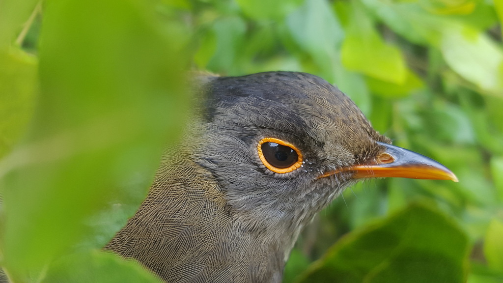Orange-billed Nightingale-Thrush from Jilotepec, Ver., México on April ...