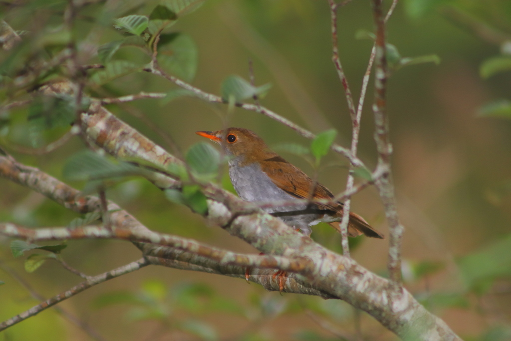 Orange-billed Nightingale-Thrush from Rancho El sinaí- Jilotepec, Ver ...