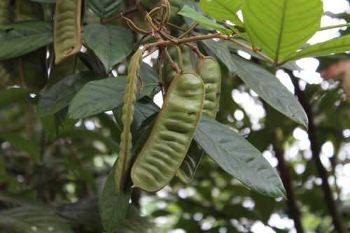 Subspecies Inga nobilis quaternata · iNaturalist