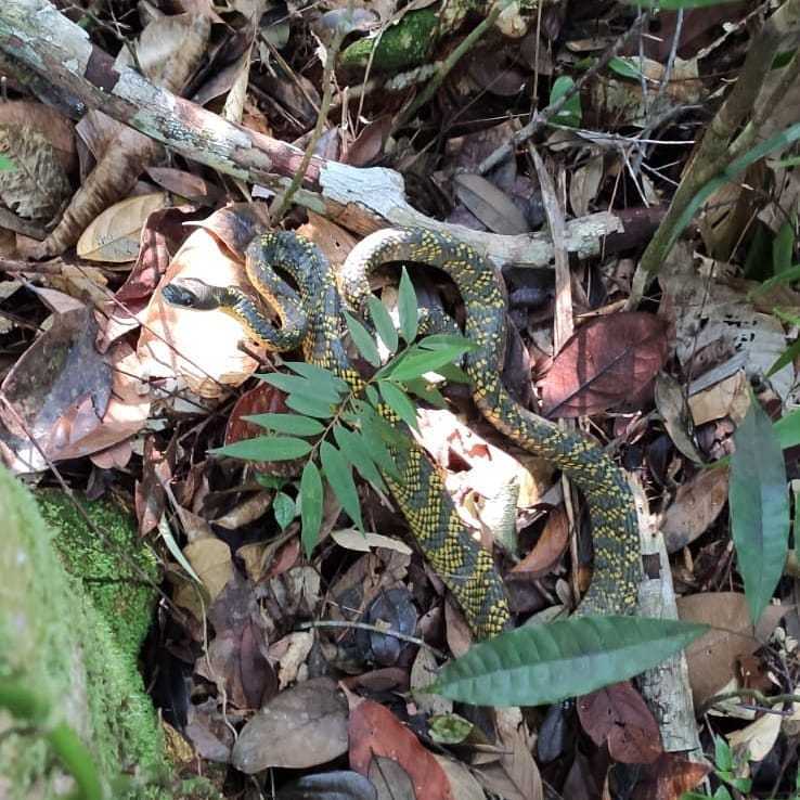 Puffing Snake from Unnamed Road, Bahía Solano, Chocó, Colombia on April ...