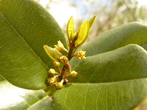 Guama (Reynosia guama) · iNaturalist