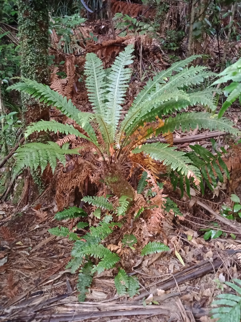 Crown Fern from Puketotara, New Zealand on April 12, 2020 at 04:07 PM ...