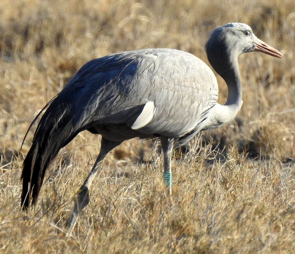 Blue Crane in August 2019 by Valeria Muzzolini · iNaturalist