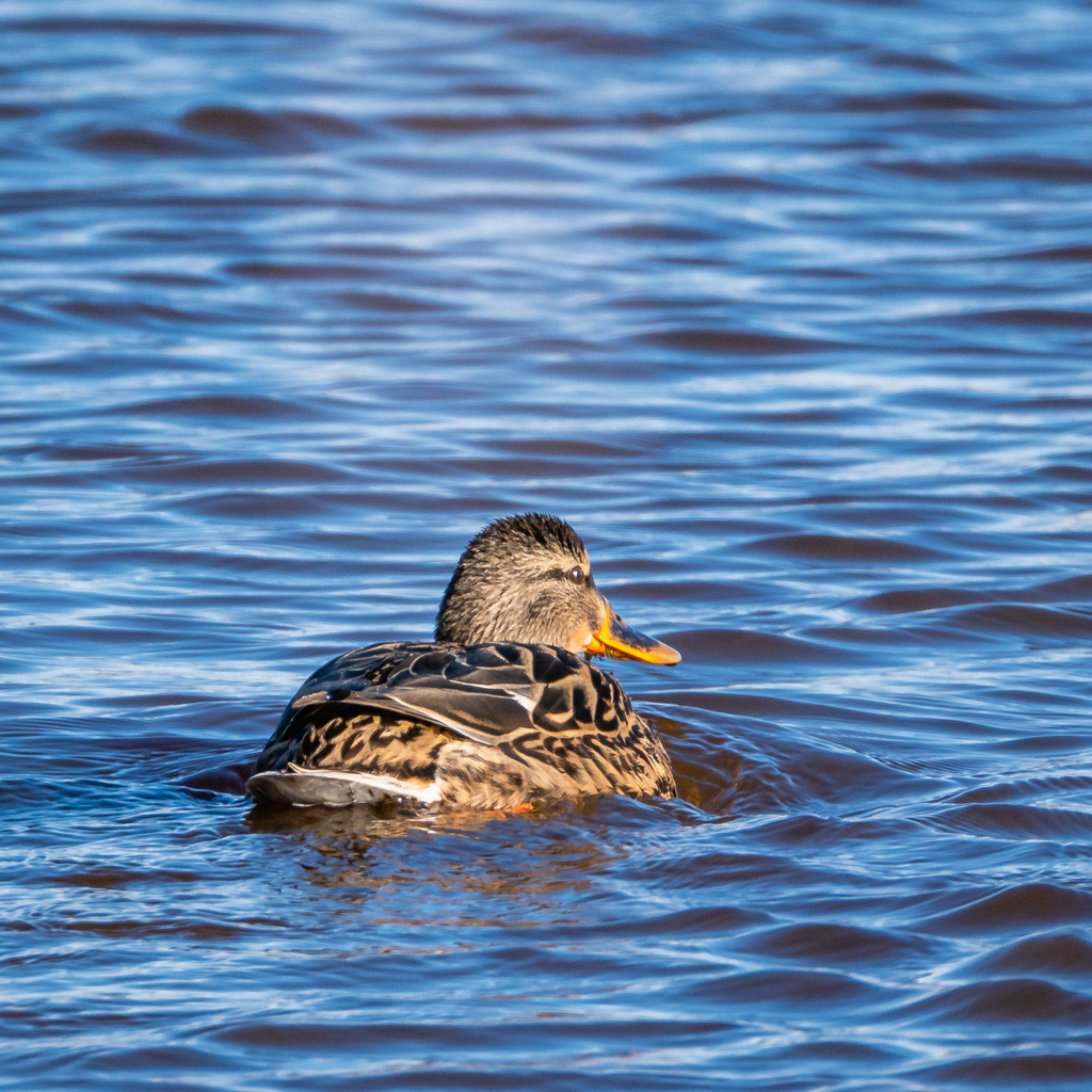Mallard from Jakobstad, Finland on April 10, 2020 at 04:47 PM by lenacs ...