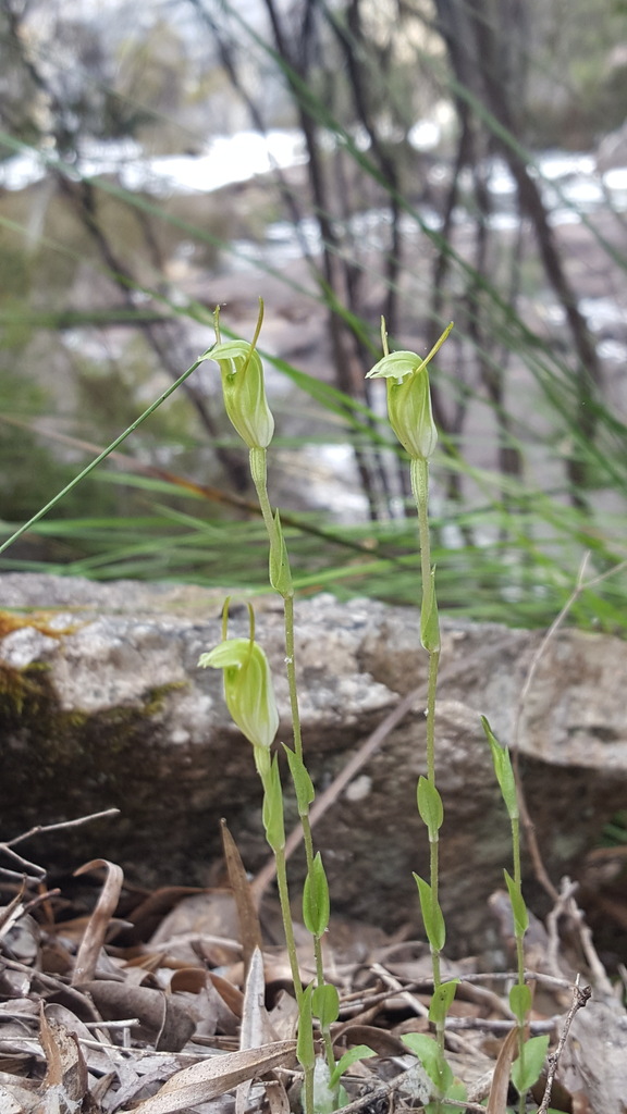 robust snail orchid from North Walpole WA 6398, Australia on August 27 ...