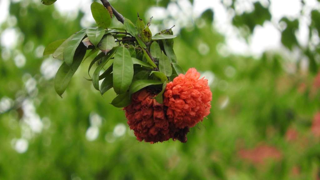Brownea coccinea capitella from 香港元朗公園 on April 8, 2020 at 04:23 PM by ...