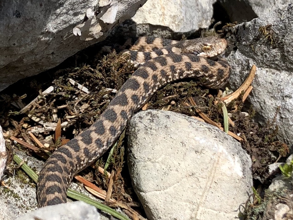 Asp Viper in April 2020 by mythier · iNaturalist