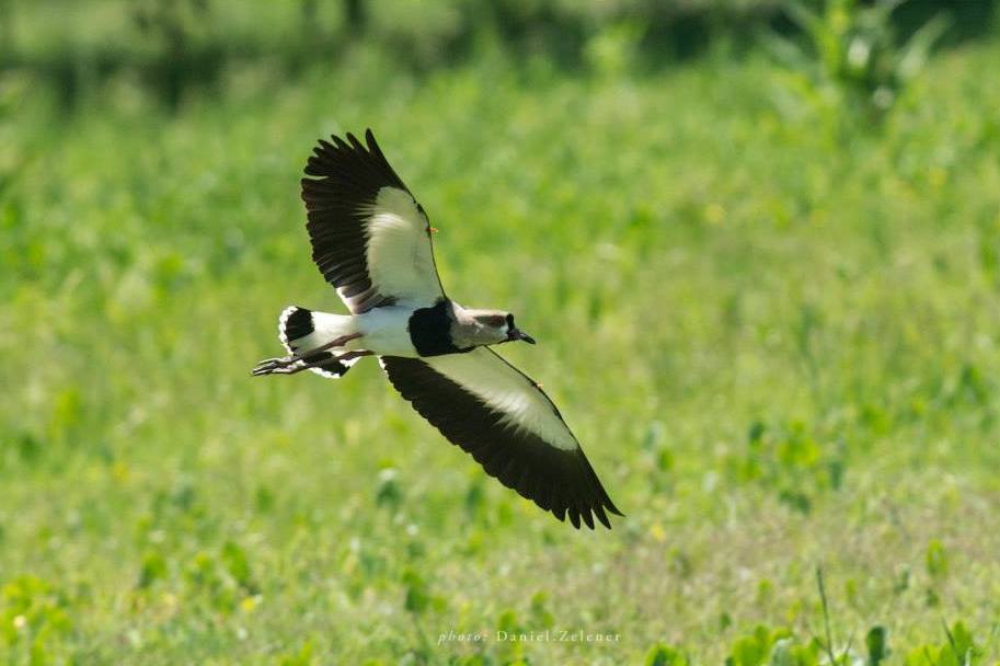 Tero común (Biodiversidad de las Facultades de Agronomía y Veterinaria ...
