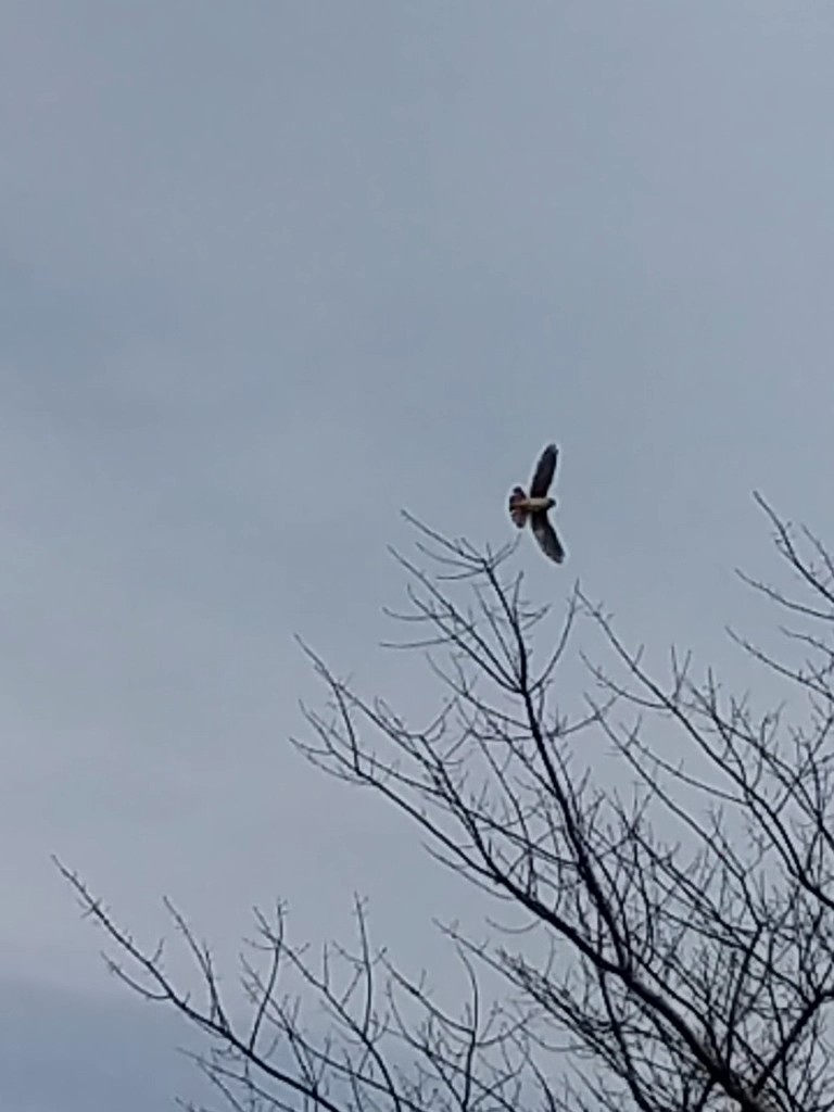American Kestrel from Harbor Islands- Long Island, Boston, MA, USA on ...
