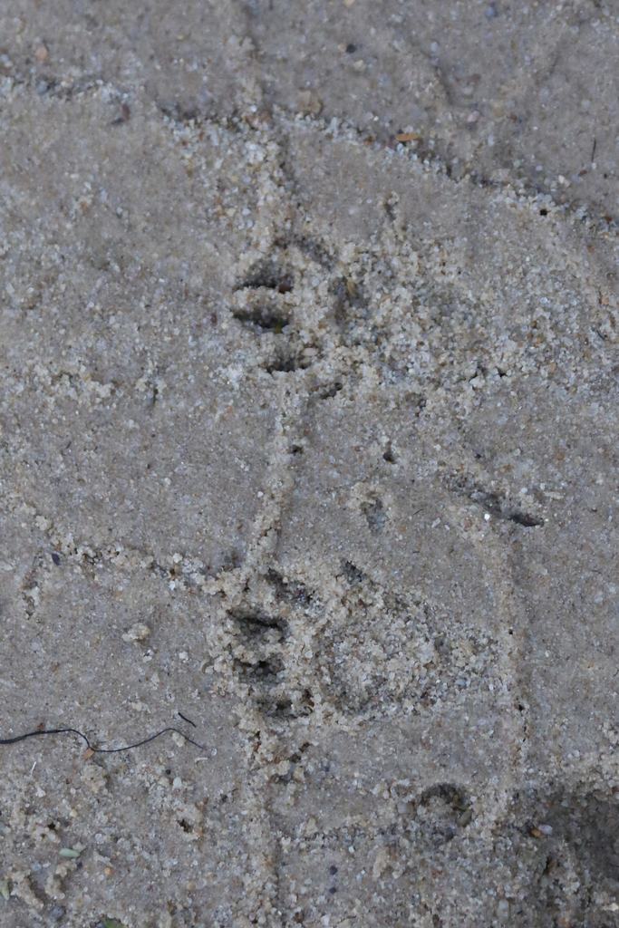 Fossa from 1-day walk from the village of Tsyvoko on July 13, 2018 at ...