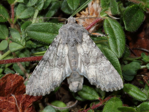 Mniotype anilis · iNaturalist