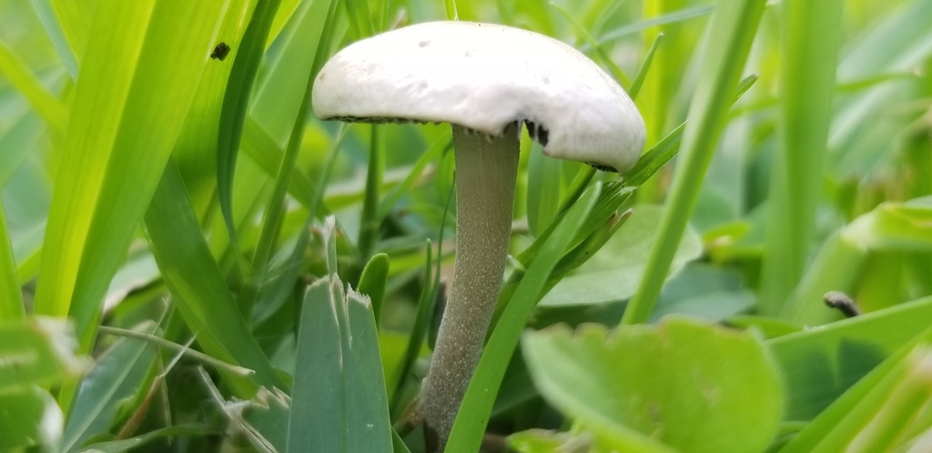 Banded Mottlegill from North Central Thousand Oaks, San Antonio, TX ...