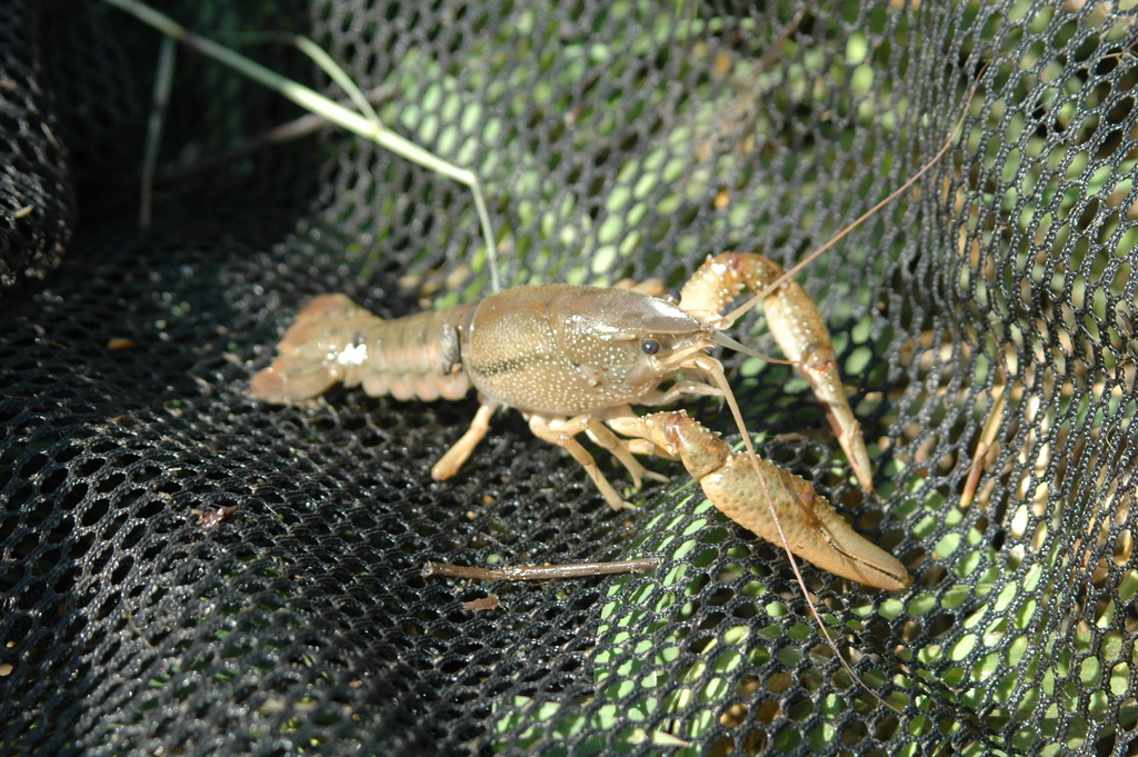 Procambarus cuevachicae from Creek near Ciudad Mante, Mexico on April 9 ...