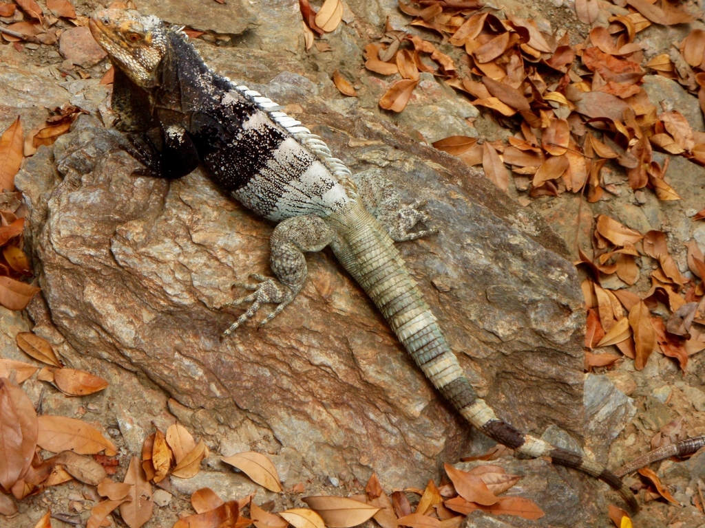 Black-chested Spiny-tailed Iguana in September 2010 by Gilberto Flores ...