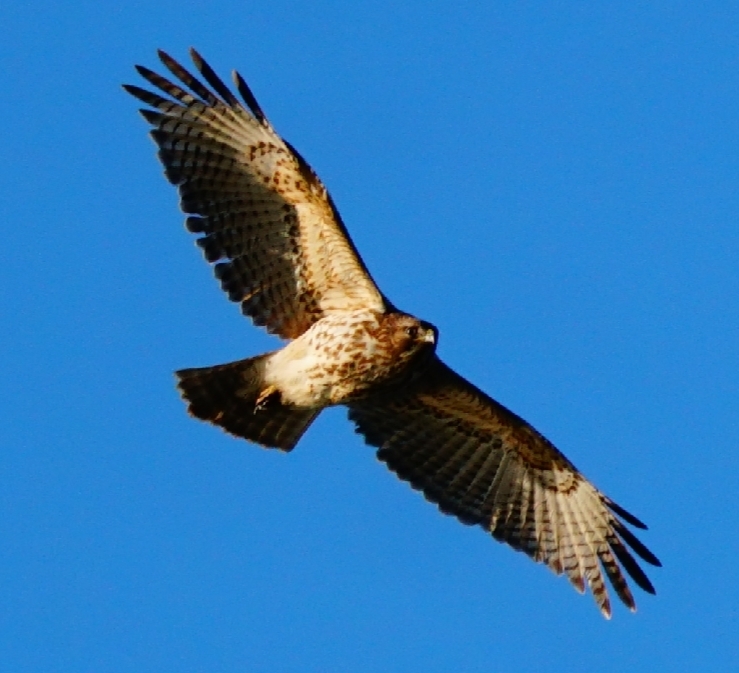 Red-shouldered Hawk from Lansdowne, VA 20176, USA on April 10, 2020 at ...